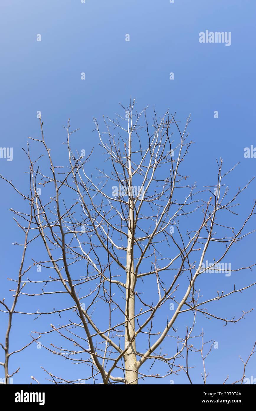 tulip tree in sunny weather in early spring, young tulip tree without ...
