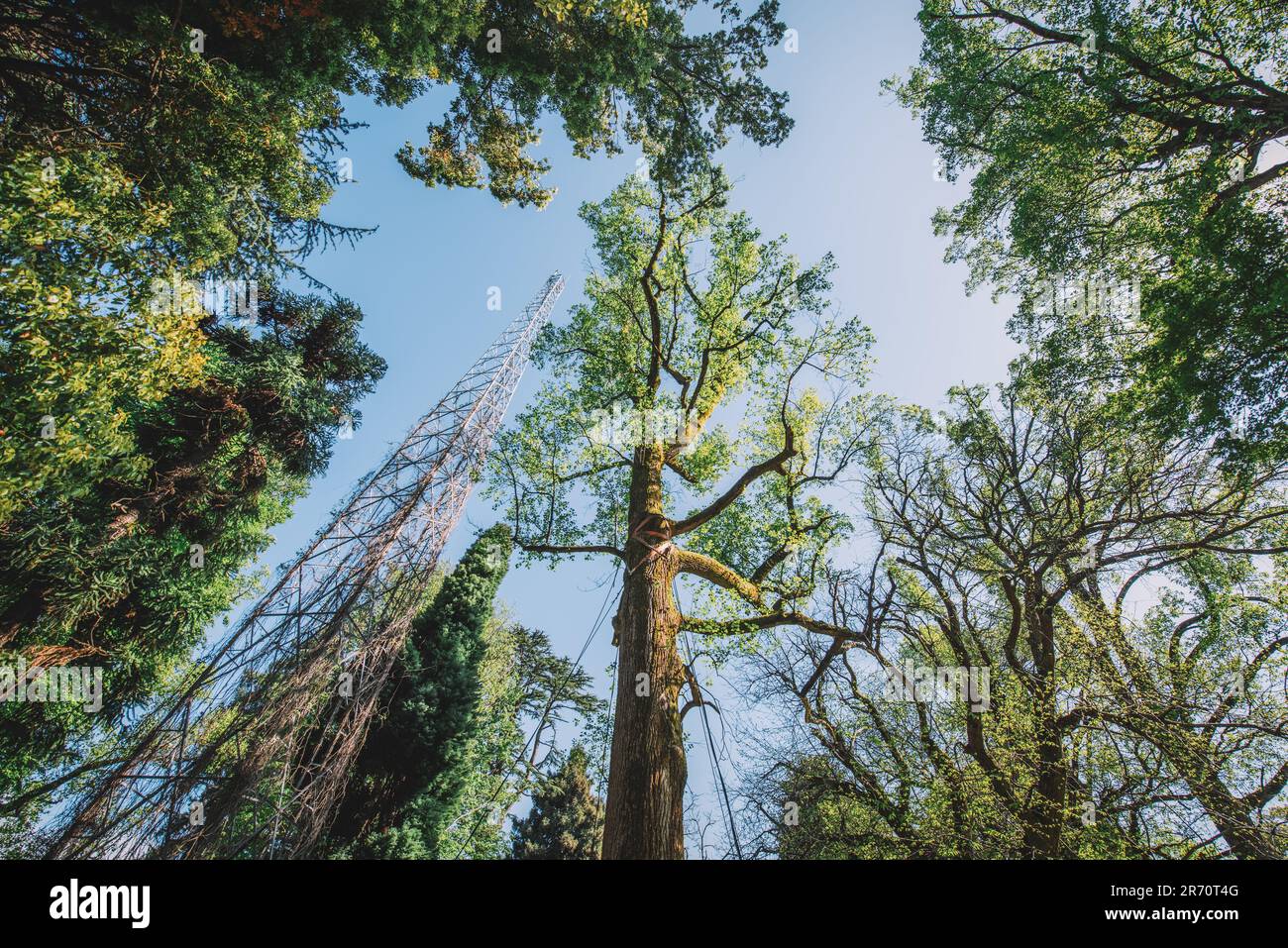 Giant trees in the forest Stock Photo - Alamy