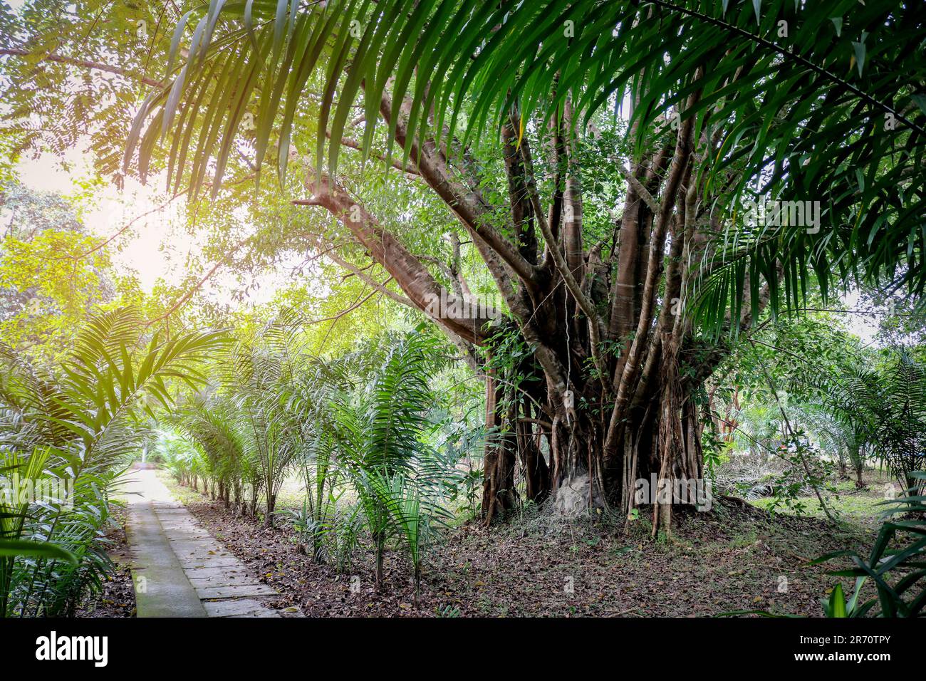 Amazing Banyan Tree in a tropical climate Stock Photo - Alamy
