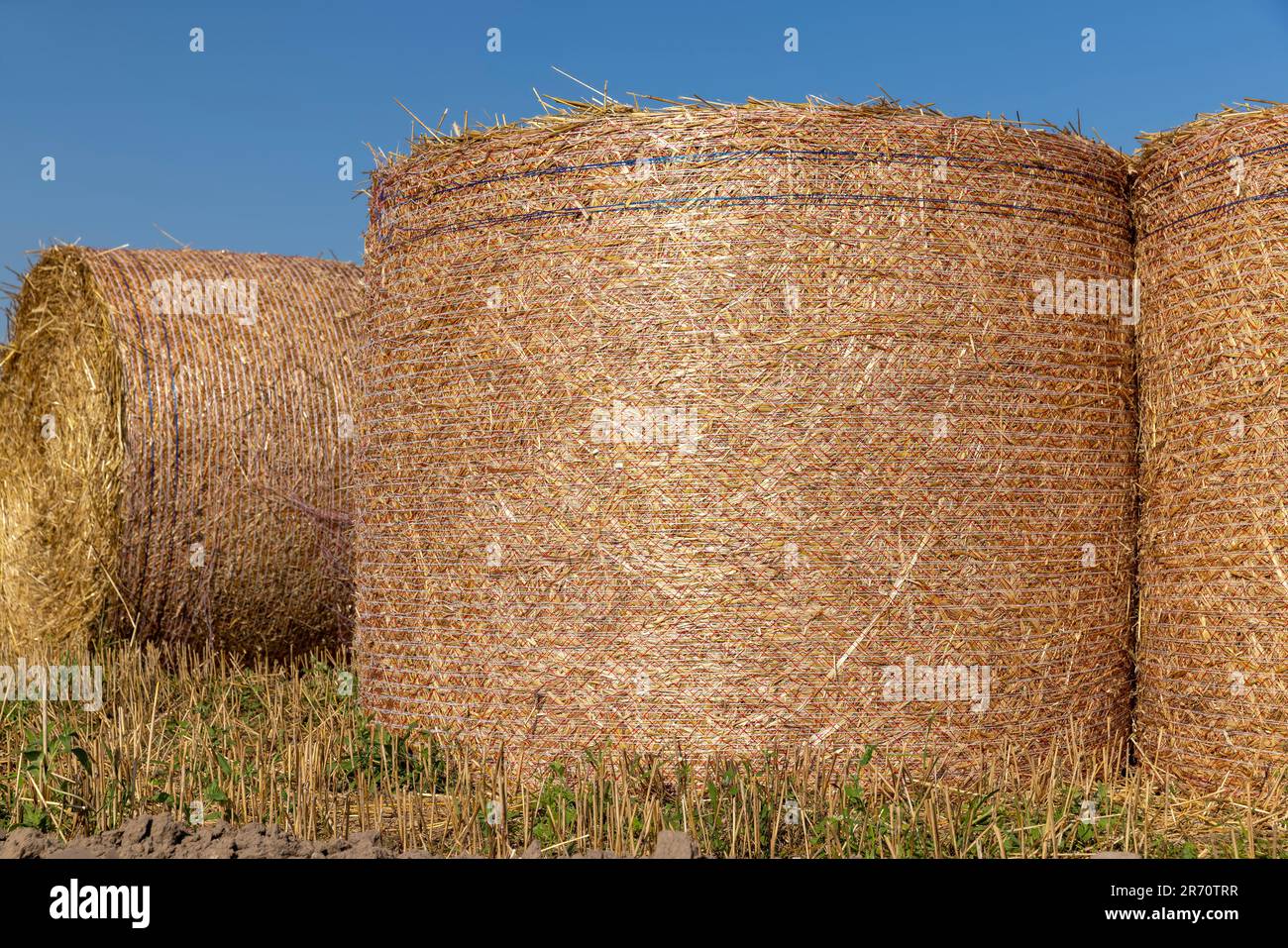 An agricultural field on which wheat straw remains after the grain ...