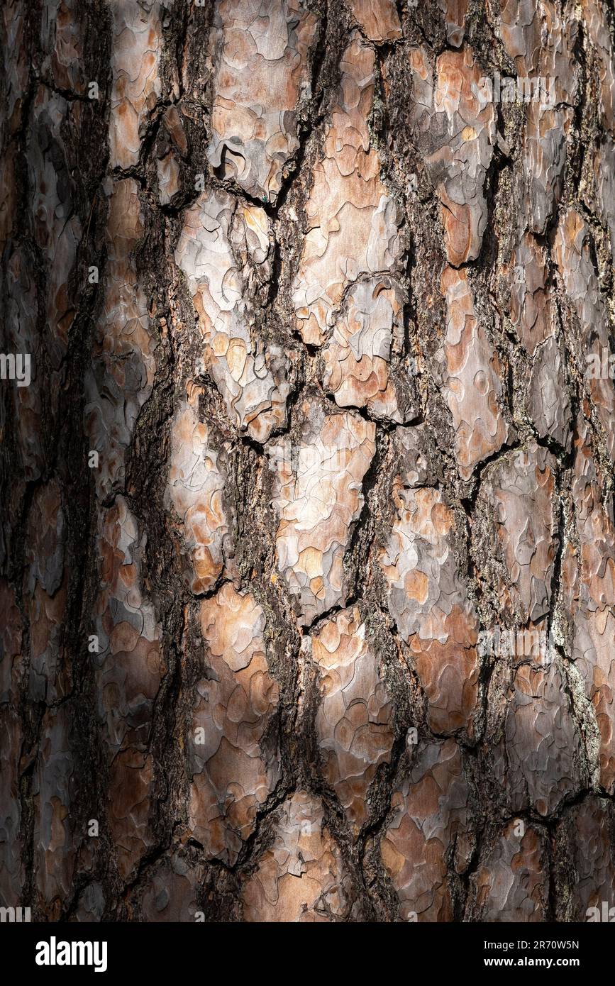 Multilayer bark hi-res stock photography and images - Alamy