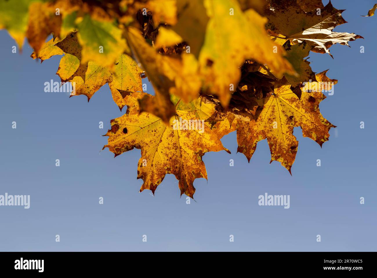 Maple foliage that has changed color in autumn, drying maple foliage in ...