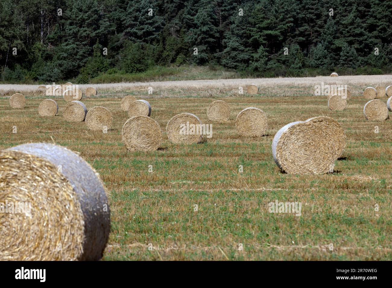 Straw stack after harvesting grain in the field, Cylindrical straw ...