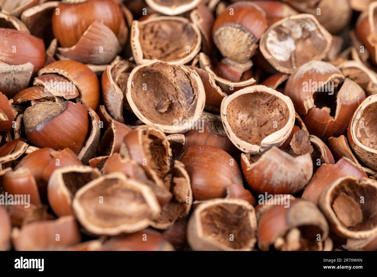 A large amount of hazelnut shells with a small amount of hazelnut ...