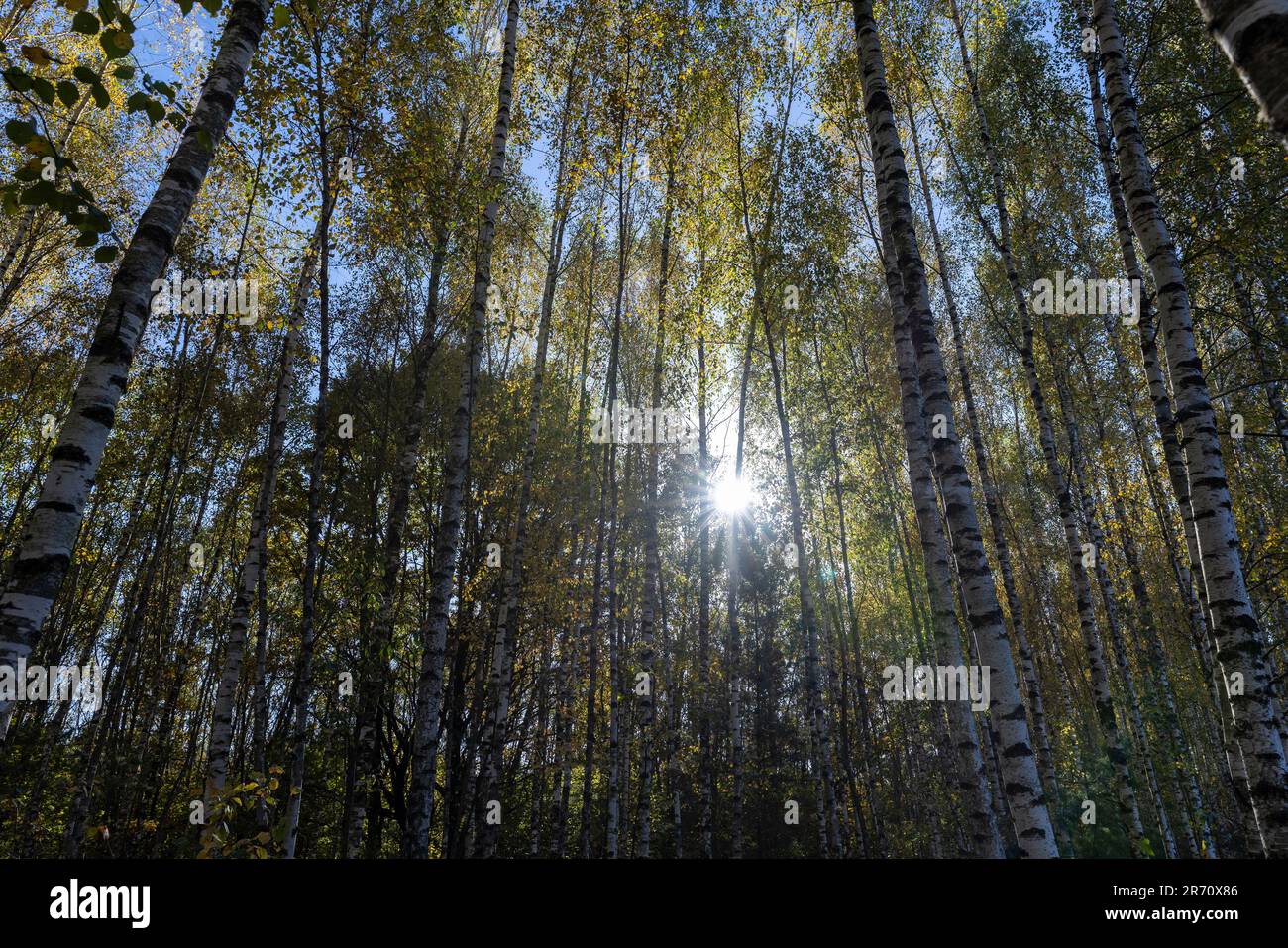 Birch forest with tall birch trees with yellow and green foliage, sunny ...
