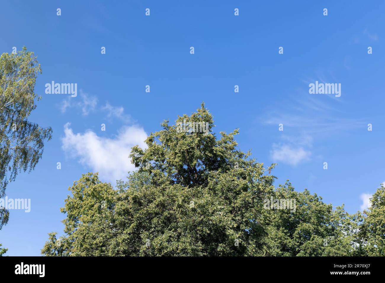 Trees in a mixed forest in summer, tall trees in sunny weather with ...