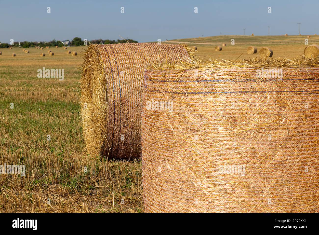 An agricultural field on which wheat straw remains after the grain ...