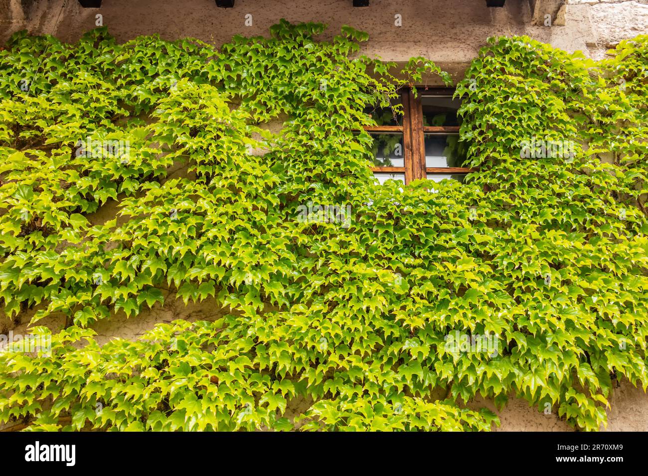 Ivy stamen hi-res stock photography and images - Alamy