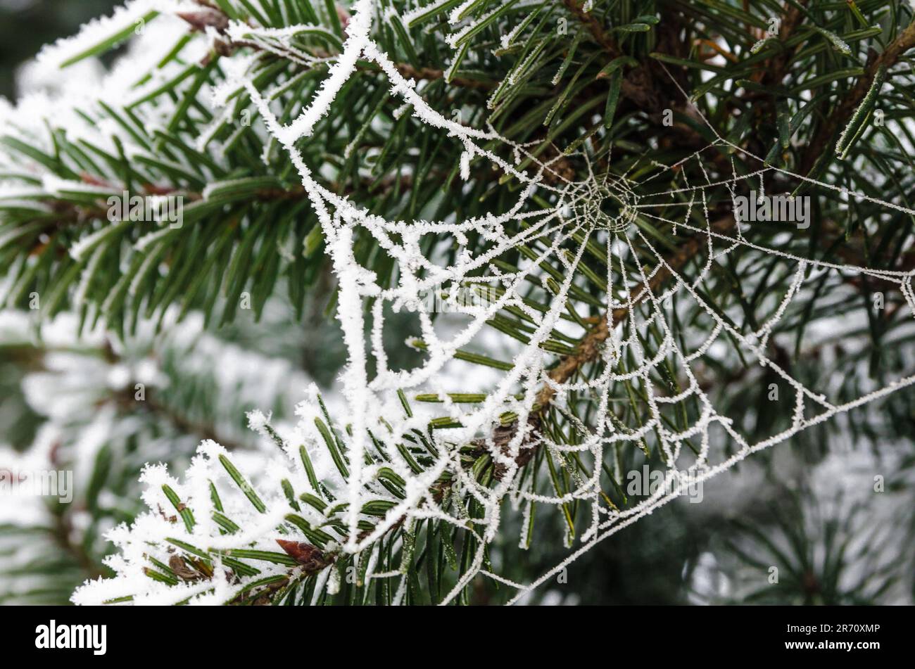 A wonderful frozen spider web in a pine tree isolated in a city park ...