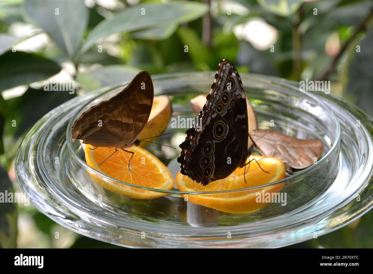 Insects insekt hi-res stock photography and images - Alamy