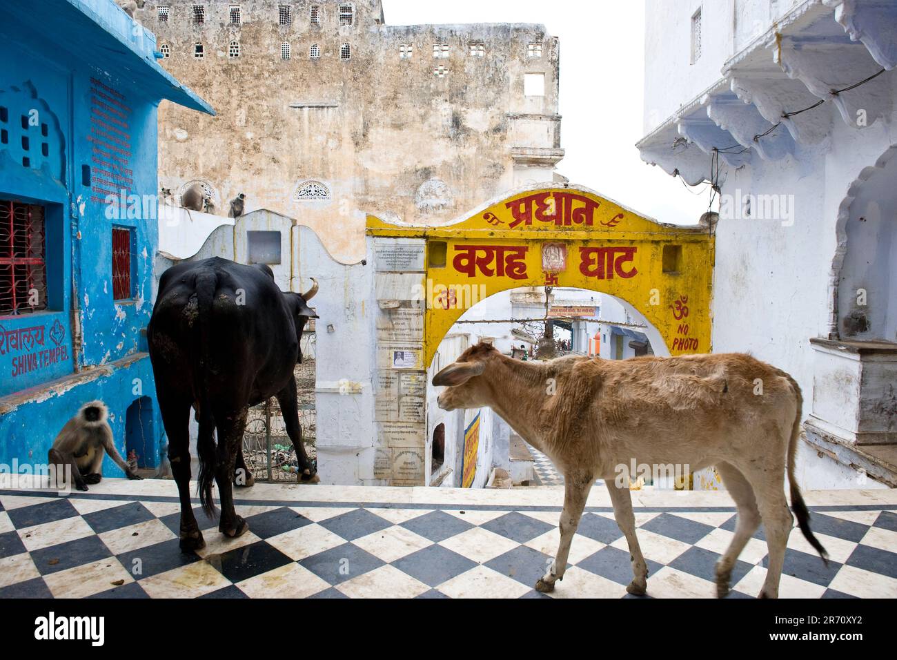 Cows. pushkar. Rajasthan. india Stock Photo - Alamy
