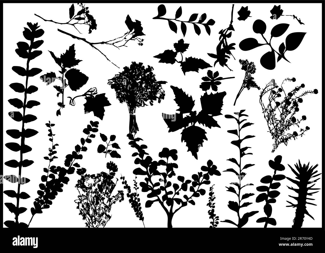 Collection of vector leaf outlines Stock Vector Image & Art - Alamy