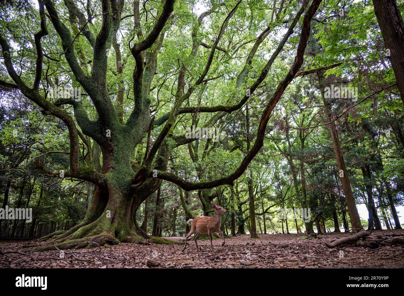 A white-tailed deer in a peaceful forest with tall trees reaching into ...