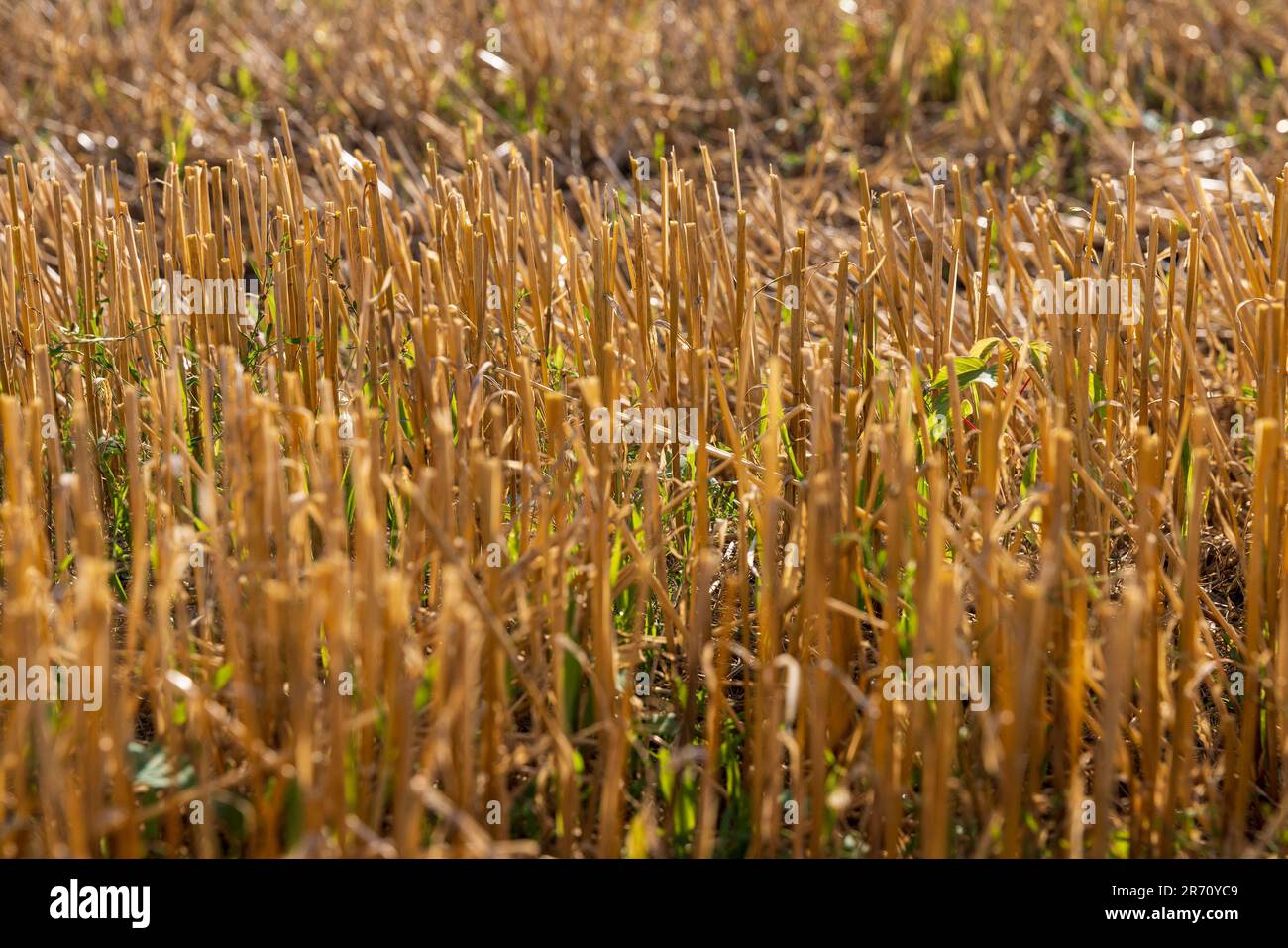 An agricultural field on which wheat straw remains after the grain ...