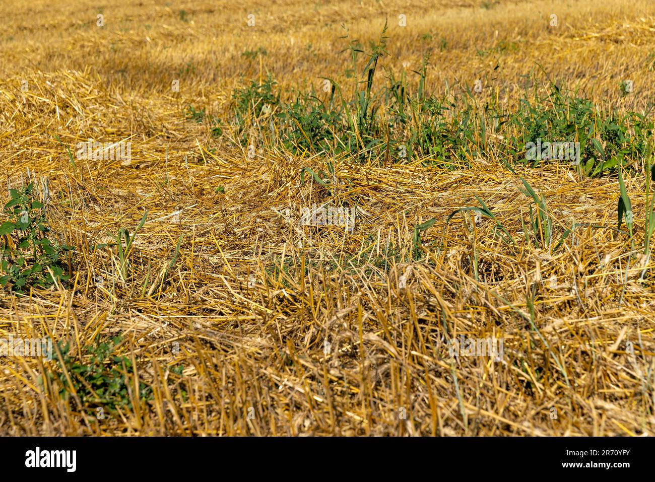 An agricultural field on which wheat straw remains after the grain ...