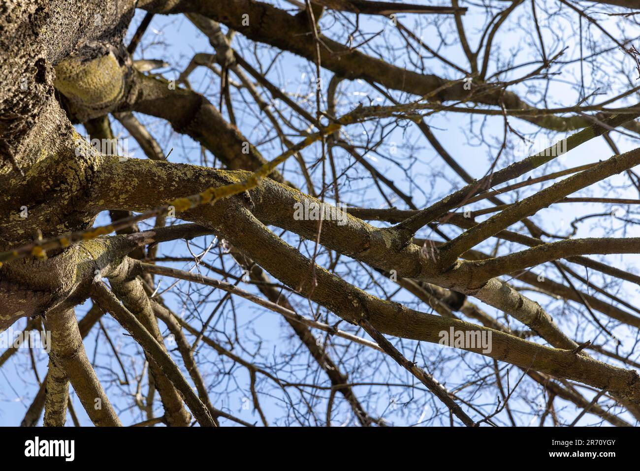 deciduous trees in sunny weather in early spring, different types of ...