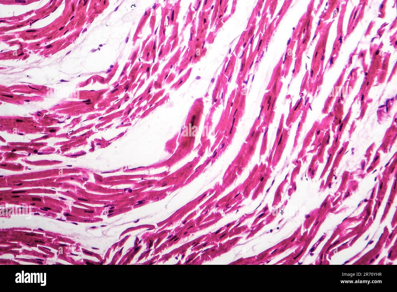Cardiac Muscle Tissue Under Microscope