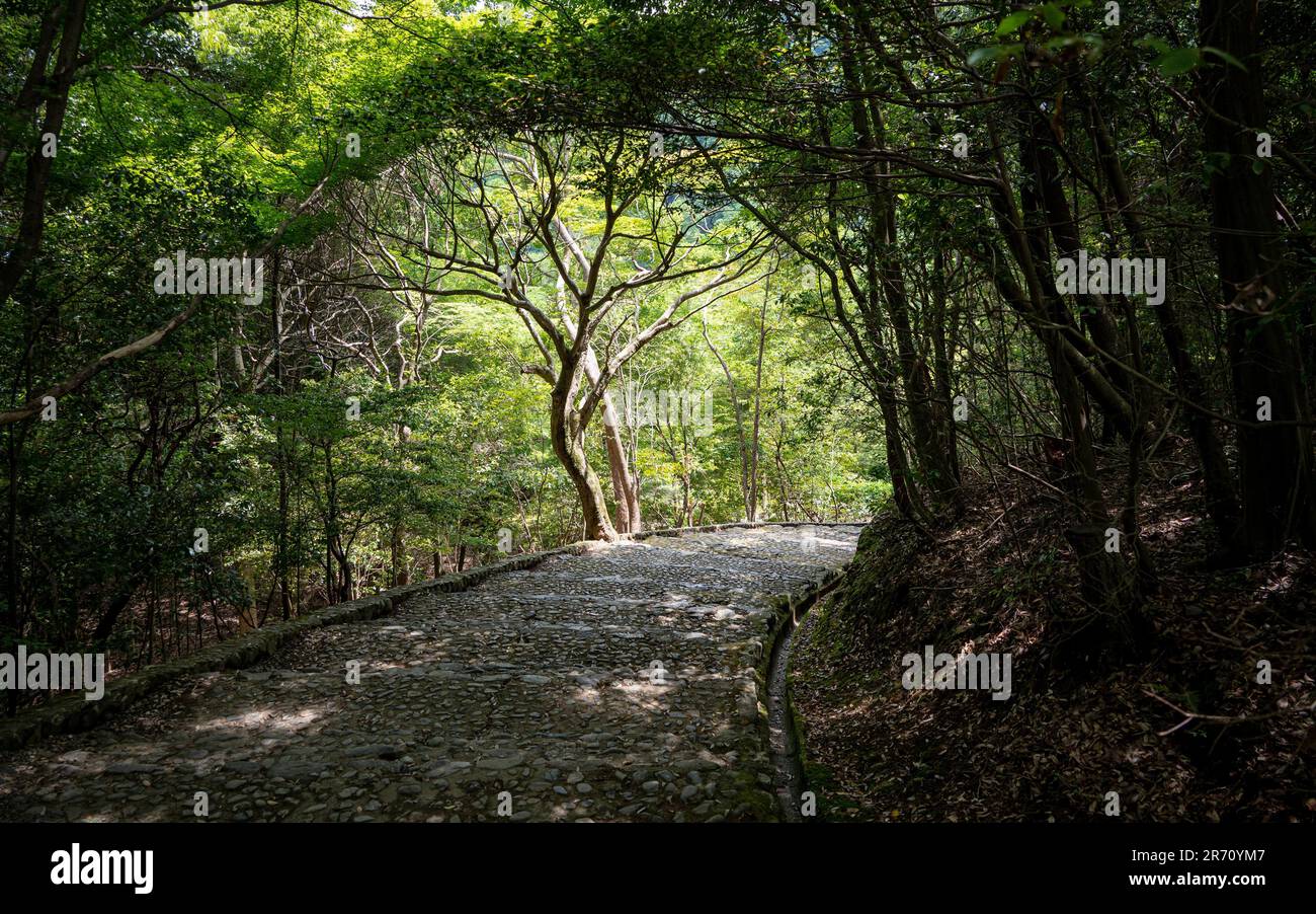 A scenic pathway surrounded by lush greenery winds through a tranquil forest, creating a ...