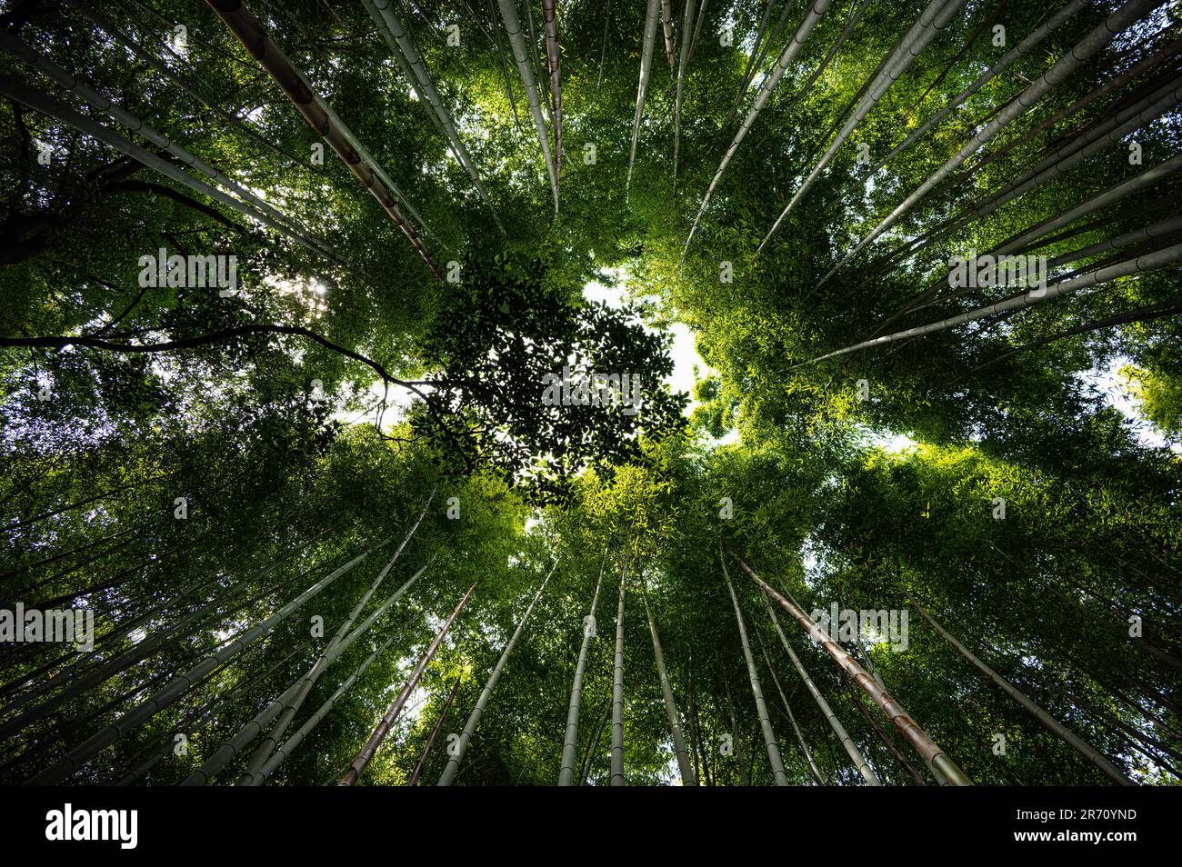 A low angle shot of a lush green bamboo tree canopy, with the sun ...