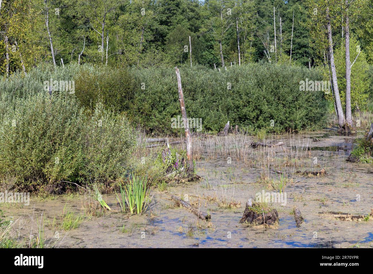 Swampy terrain with plants in summer, features of swamps with different ...