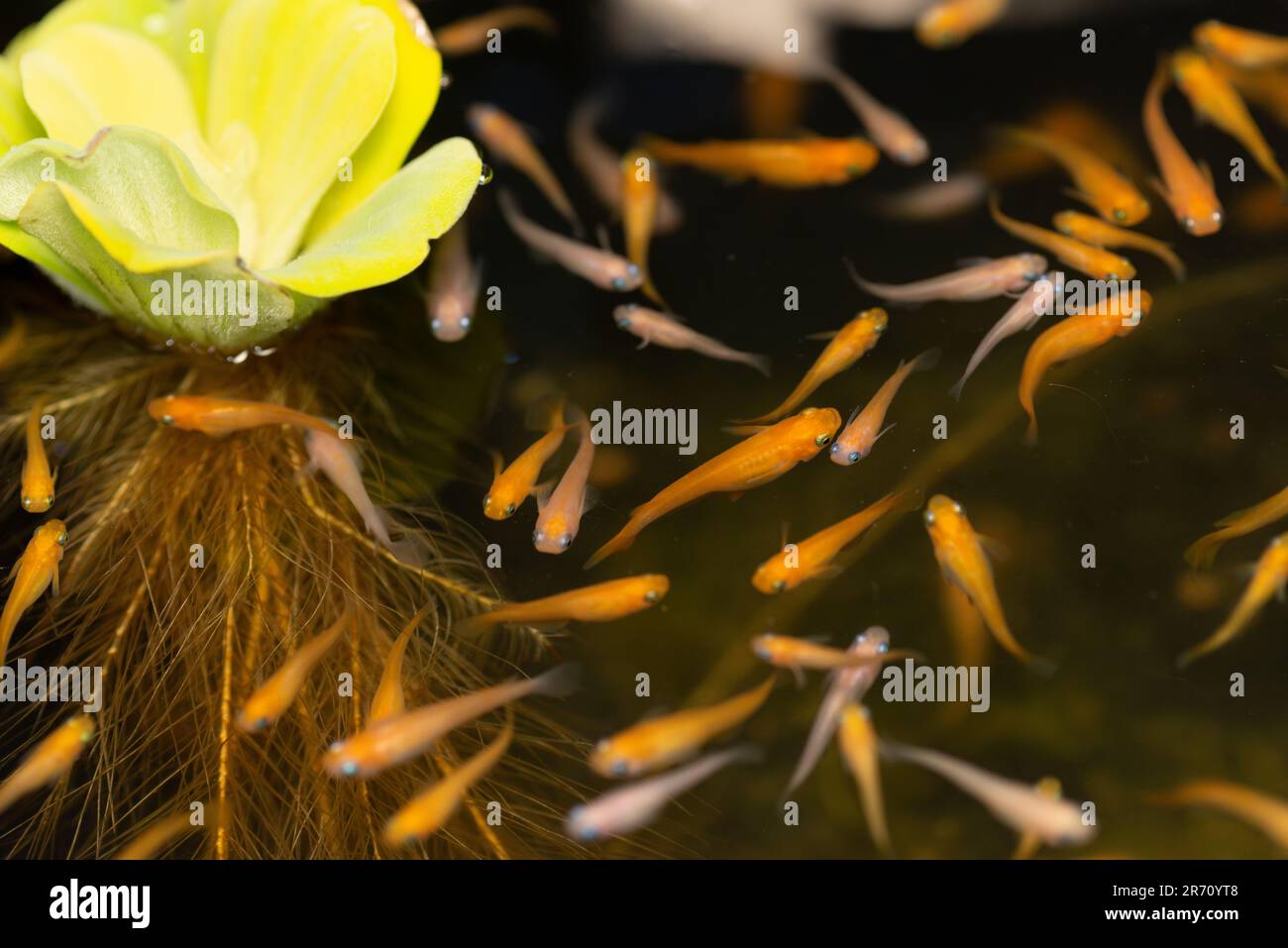 Japanese Rice Fish, Medaka, Oryzias Latipes Stock Photo - Alamy