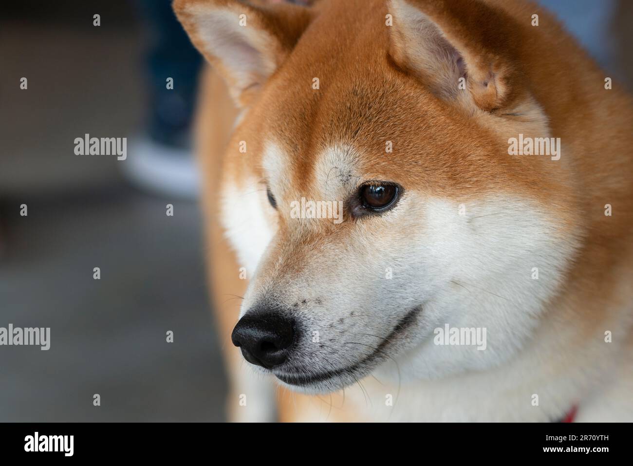 Dog facing front head hi-res stock photography and images - Alamy