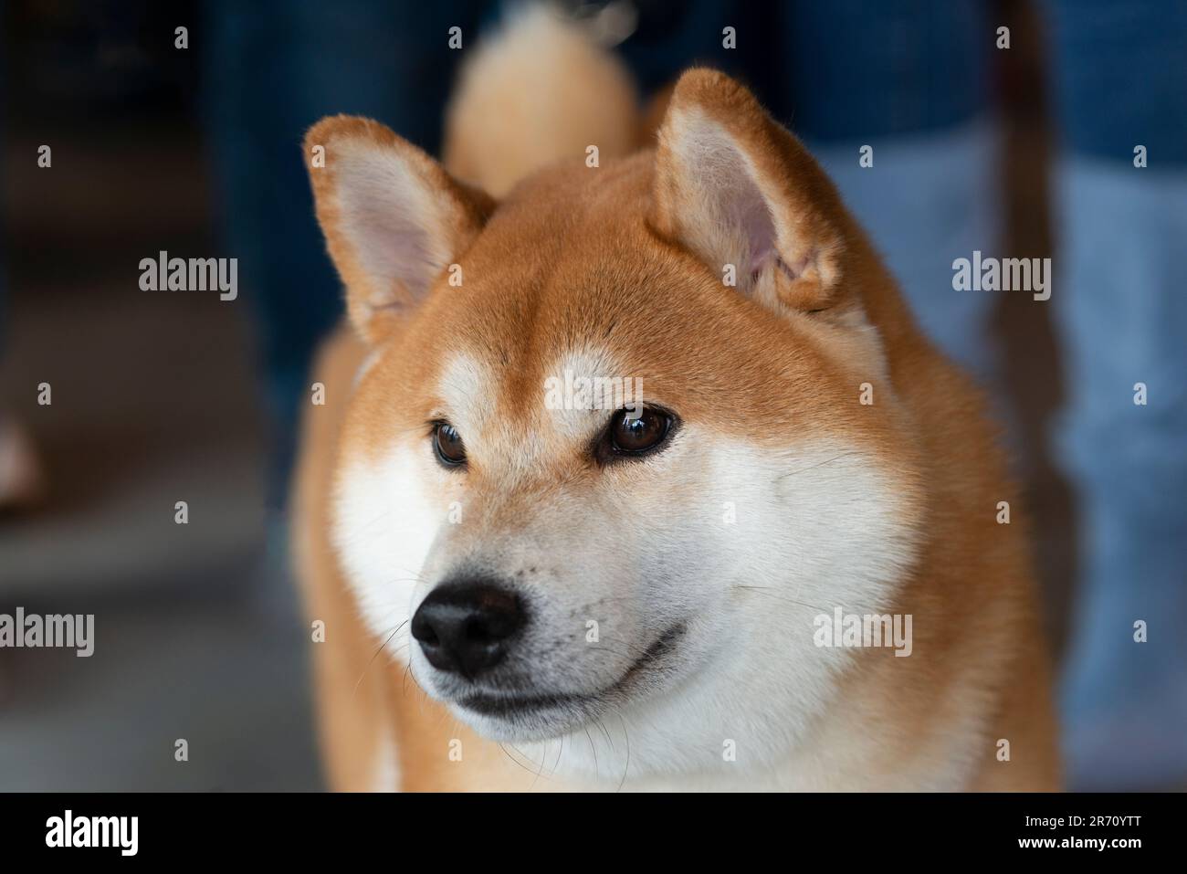 Shiba Inu Dog Stock Photo - Alamy