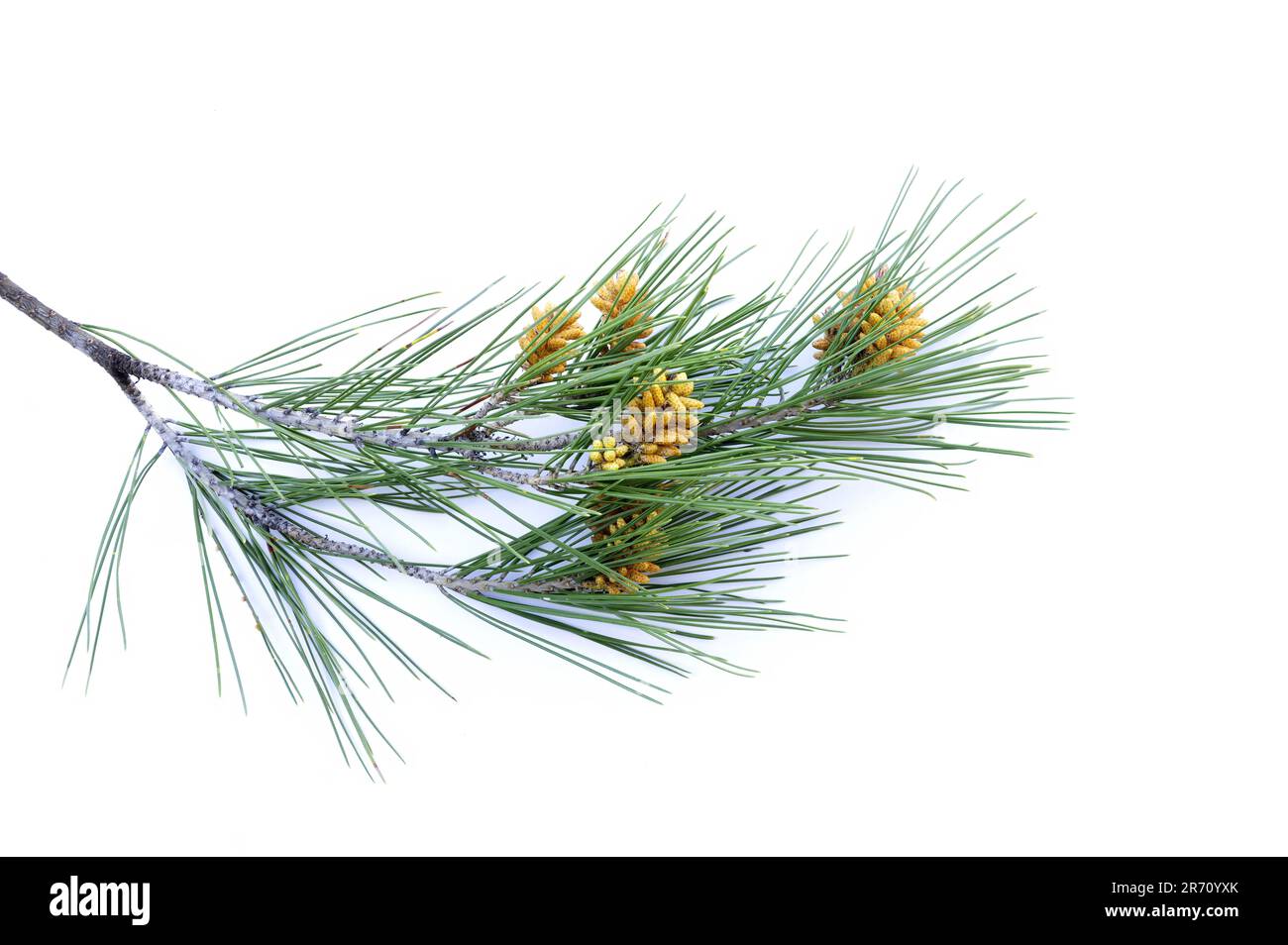 Studio photo of the leaves, branch and fruit of the Pinus halepensis ...