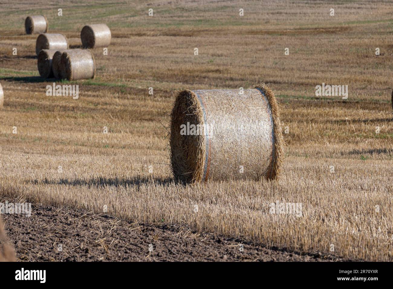 An agricultural field on which wheat straw remains after the grain ...