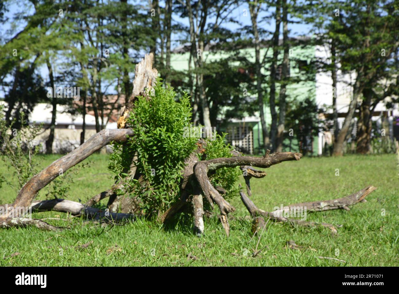 Reforestation brazil hi-res stock photography and images - Alamy