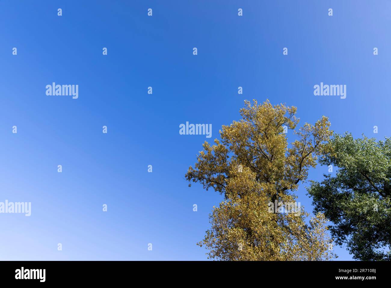 mixed forest with trees of different species in the summer season ...
