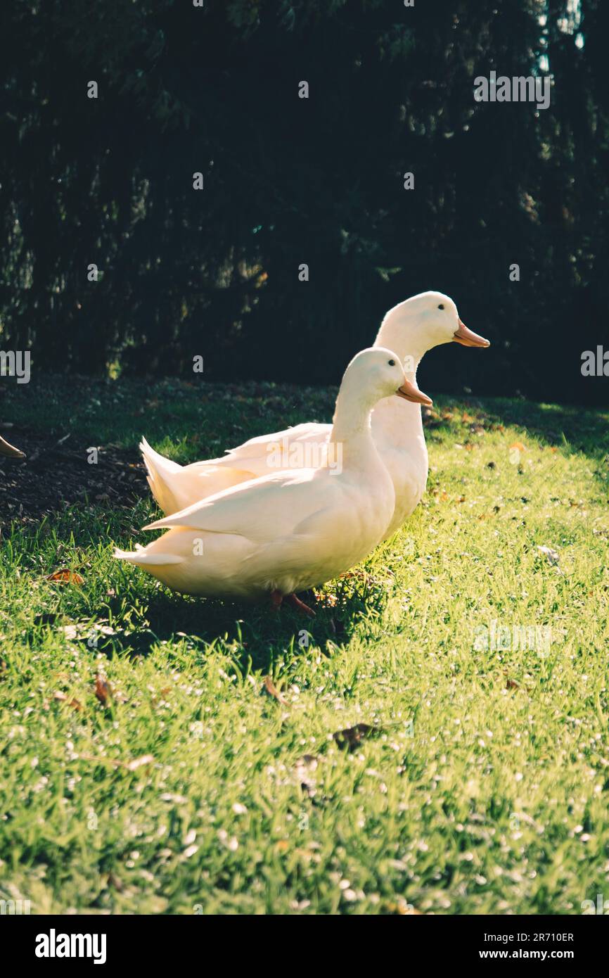 The two white ducks standing side-by-side in a sunny, open field Stock ...