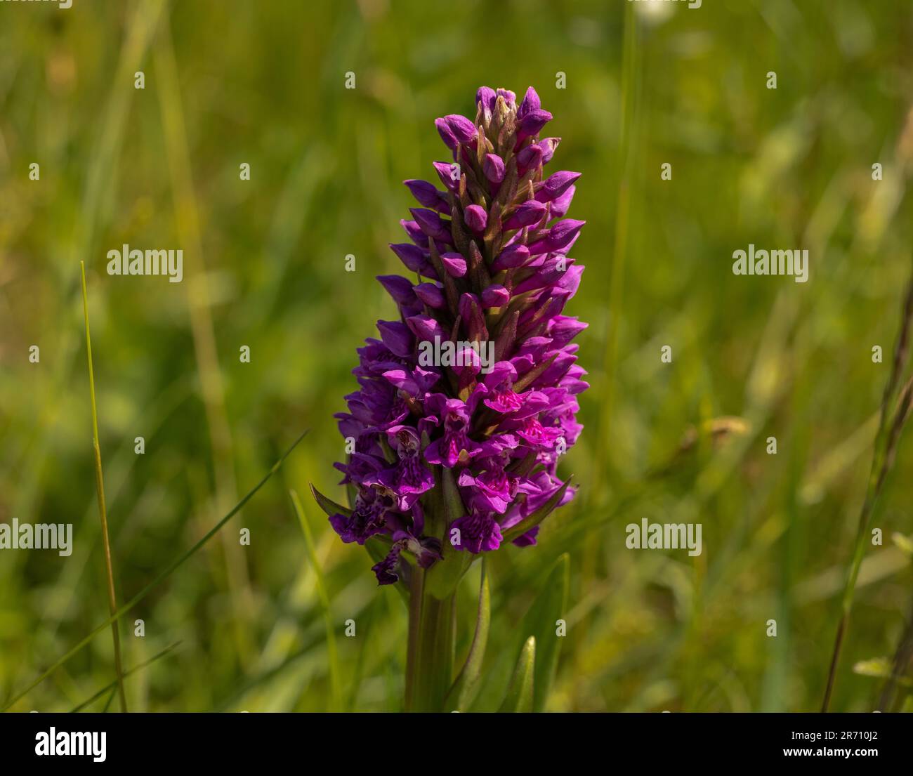 The purple flower of the Northern Marsh orchid growing in the UK ...