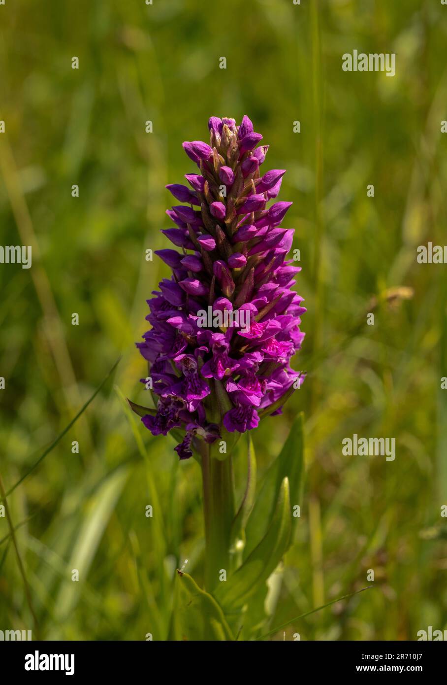 The purple flower of the Northern Marsh orchid growing in the UK ...