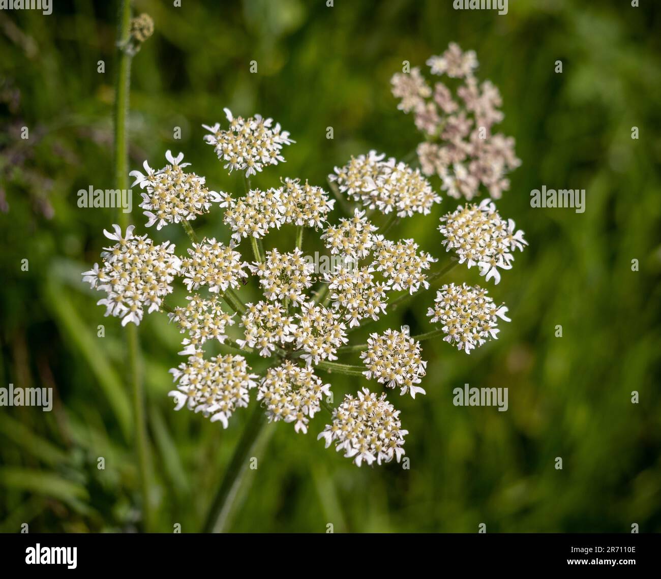 Closeup of the umbelliferous flowerhead of Heracleum sphondylium ...