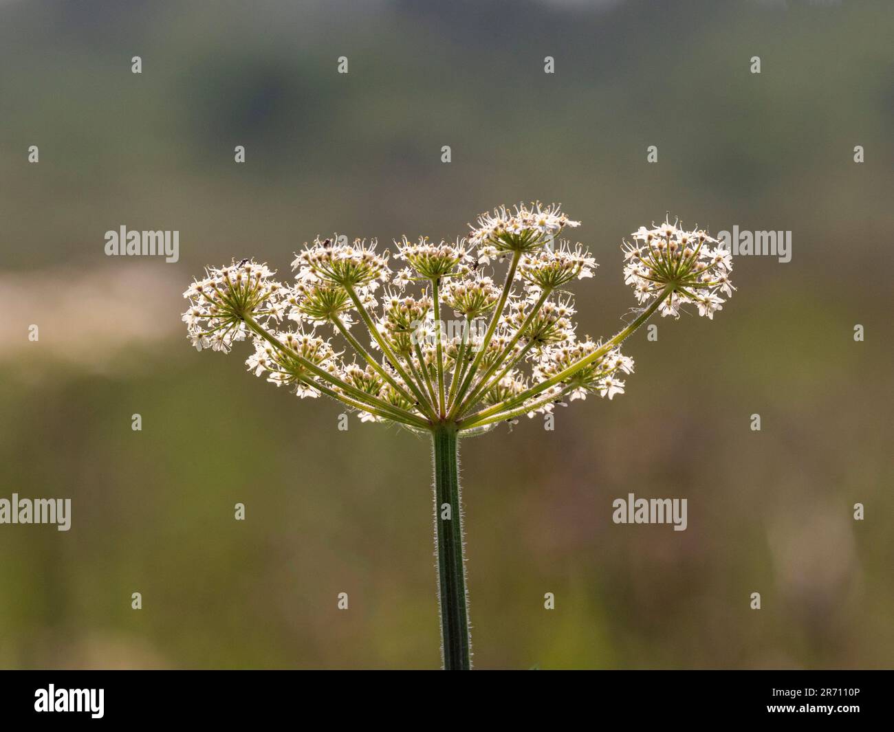 Closeup of the umbelliferous flowerhead of Heracleum sphondylium ...