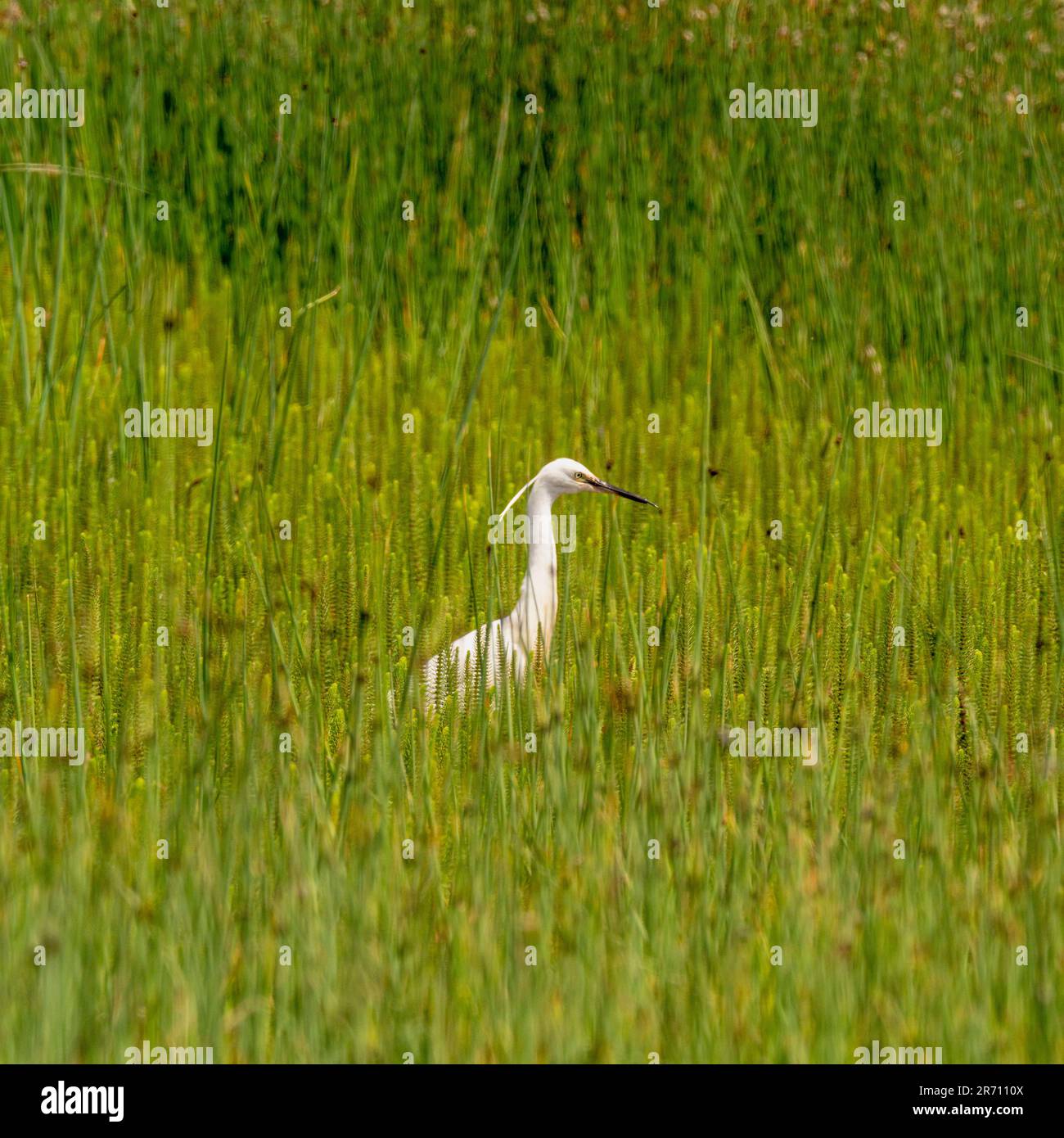 Side view of a Little Egret standing in the vegetation in the reed beds ...