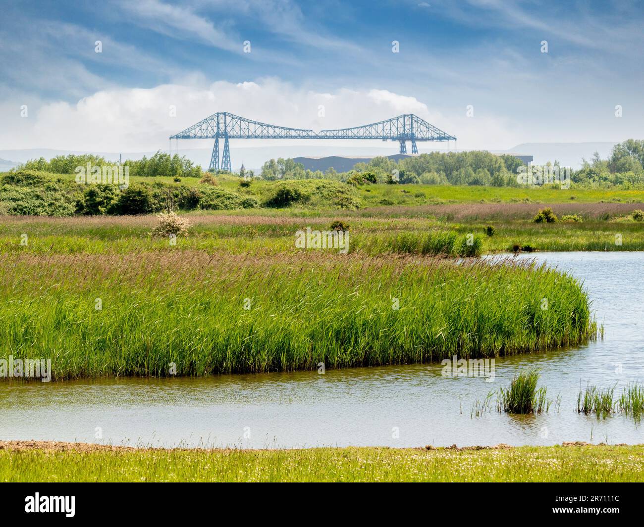 Reedbeds surrounding Haverton Hole pools at RSPB Saltholme nature ...