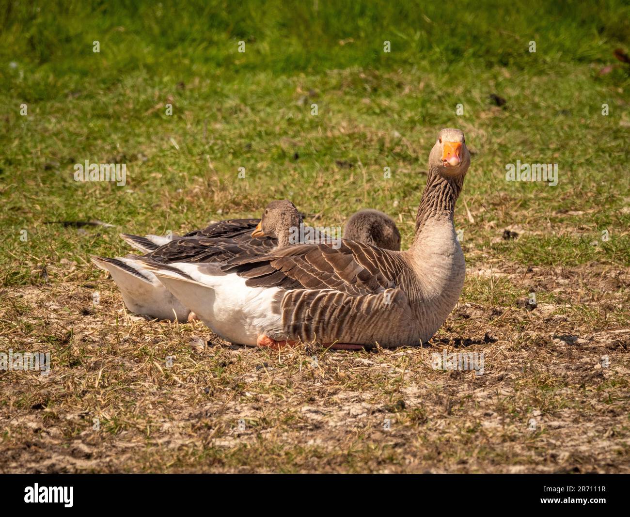 Goose and gander and goslings hi-res stock photography and images - Alamy