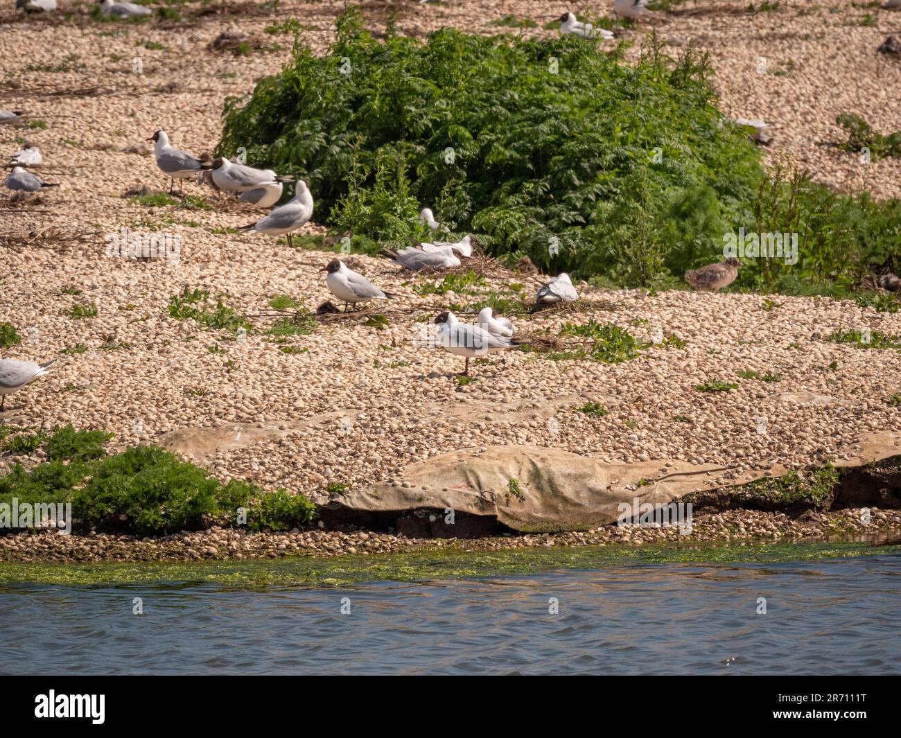 Black-headed gulls nesting on the ground by the water's edge of a lake ...