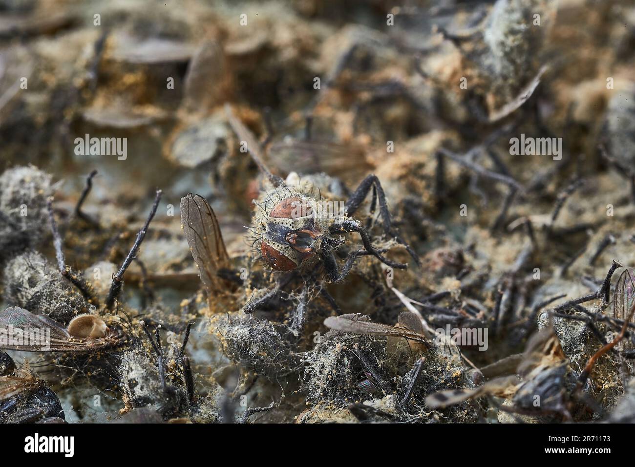 Pile Of Dead Flies Stock Photo - Alamy
