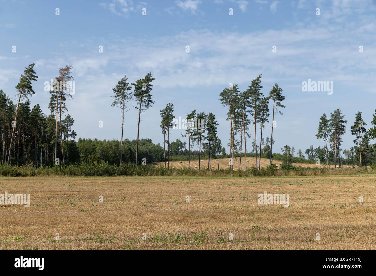 Deforestation for timber harvesting, timber harvesting in the forest ...