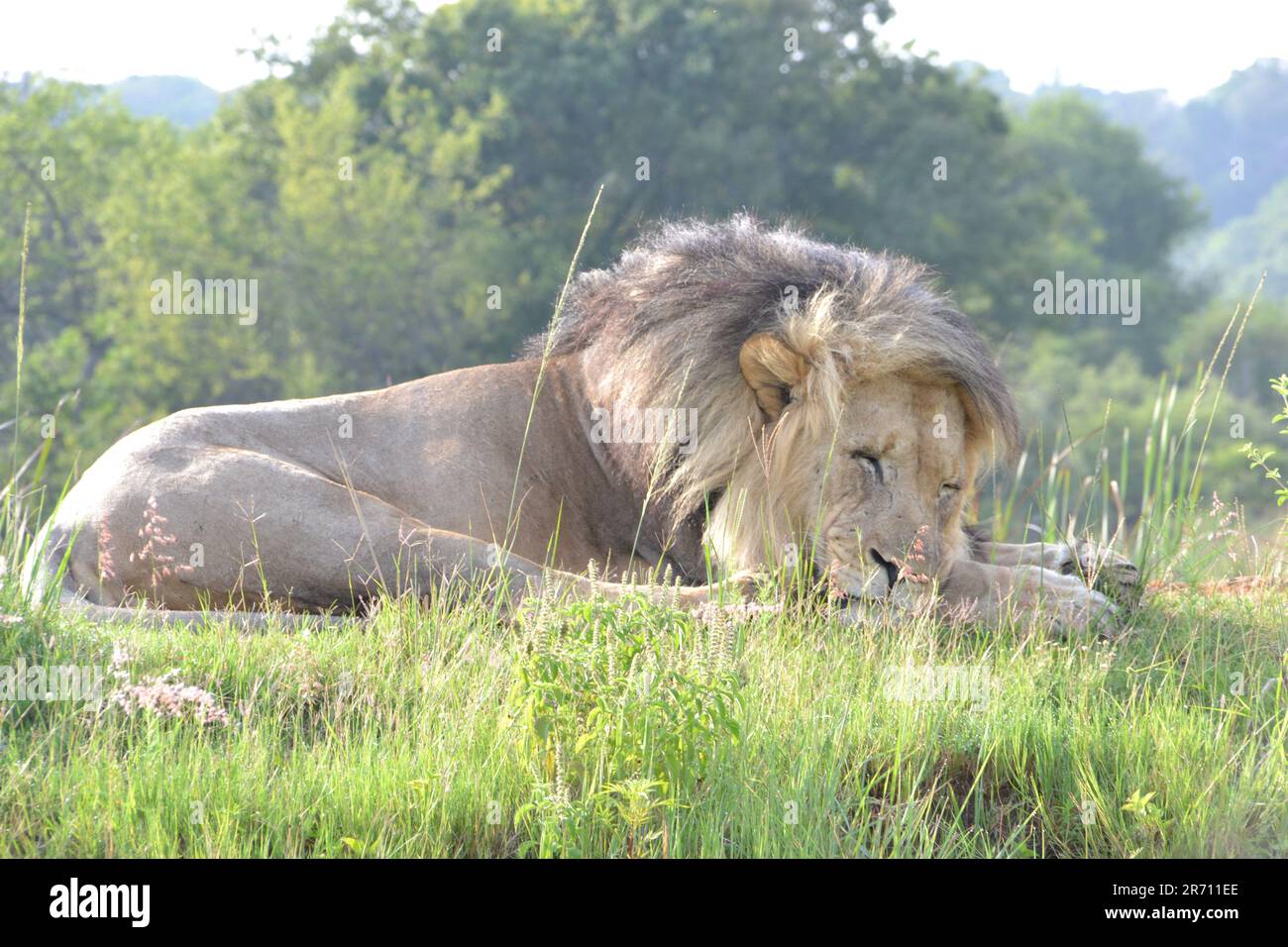 Sleeping Lion King Stock Photo - Alamy