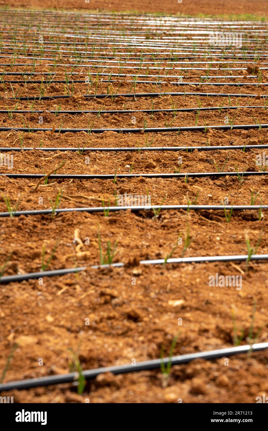 Irrigation system with small emerging plants on very dry soil Stock ...