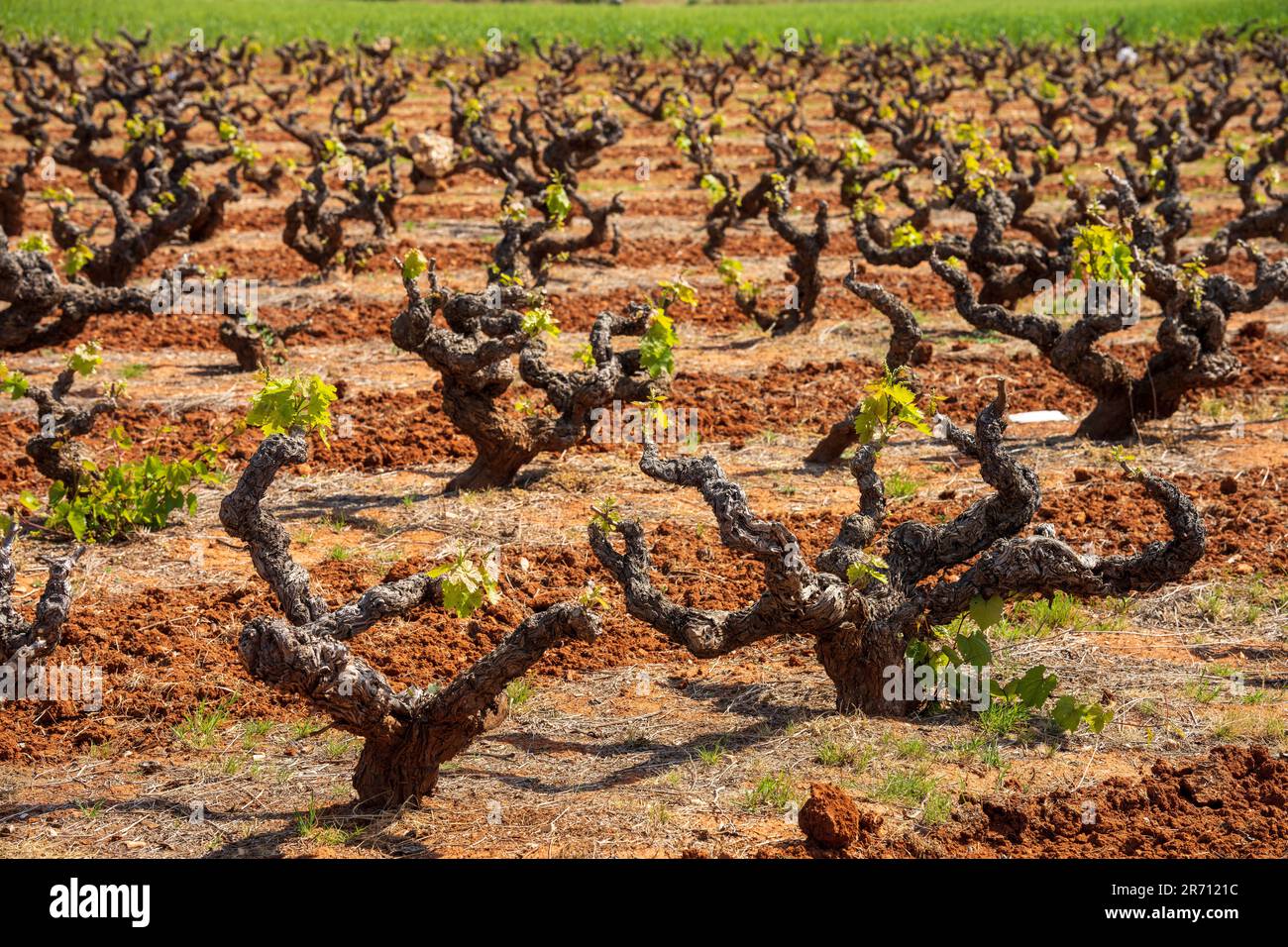 Wine vinjard with winding grape vines on dry soil Stock Photo - Alamy