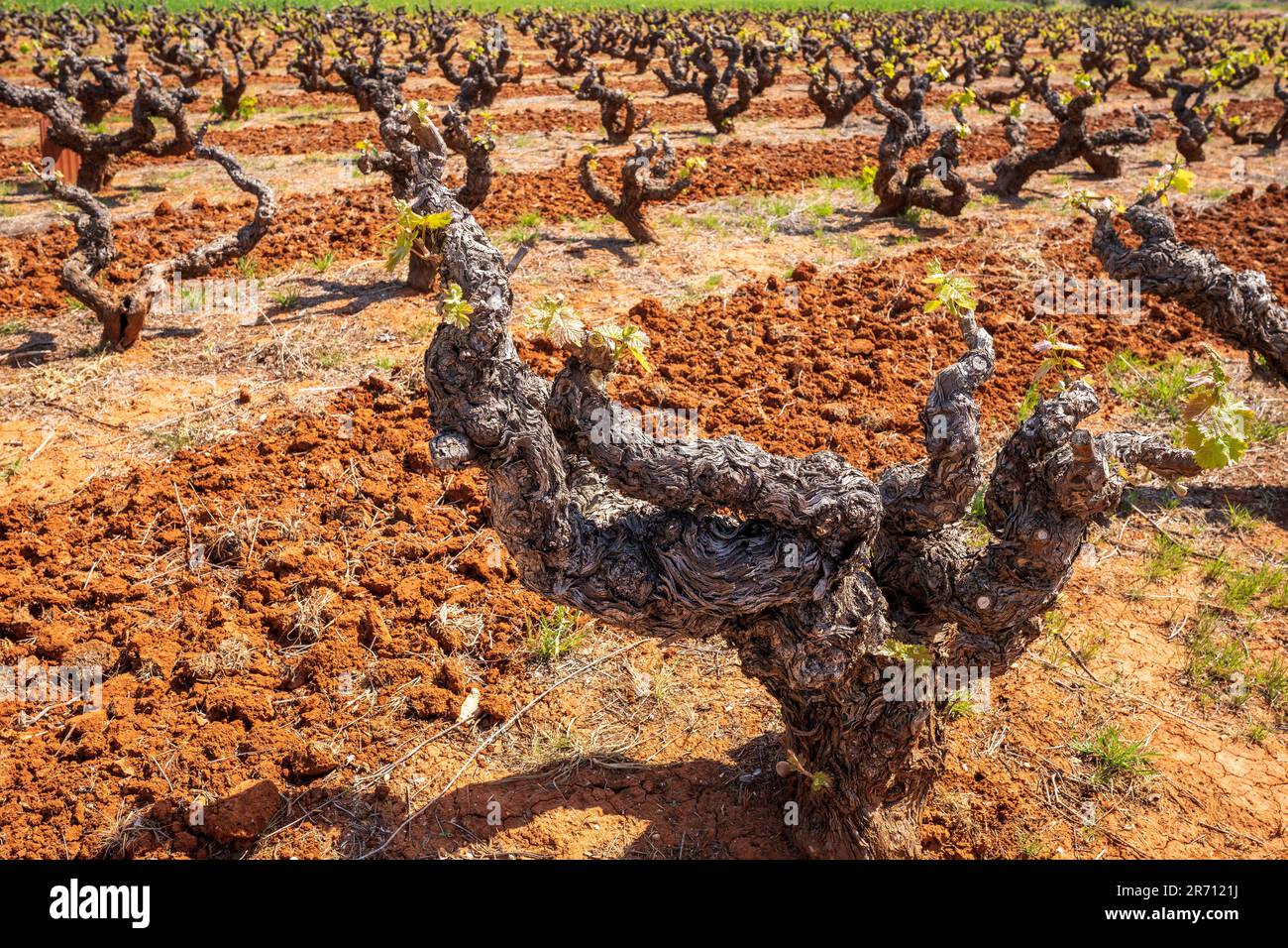 Wine soil hi-res stock photography and images - Alamy