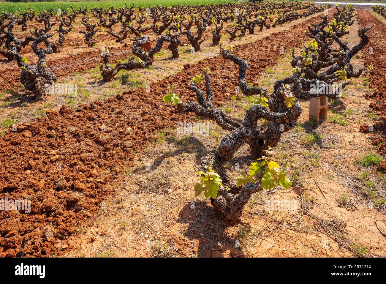 Wine soil hi-res stock photography and images - Alamy