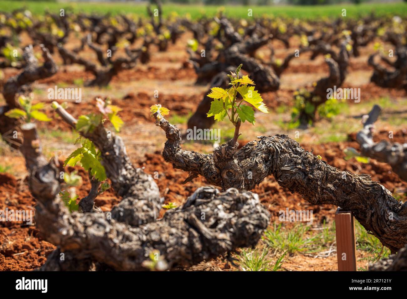 Wine vinjard with winding grape vines on dry soil Stock Photo - Alamy