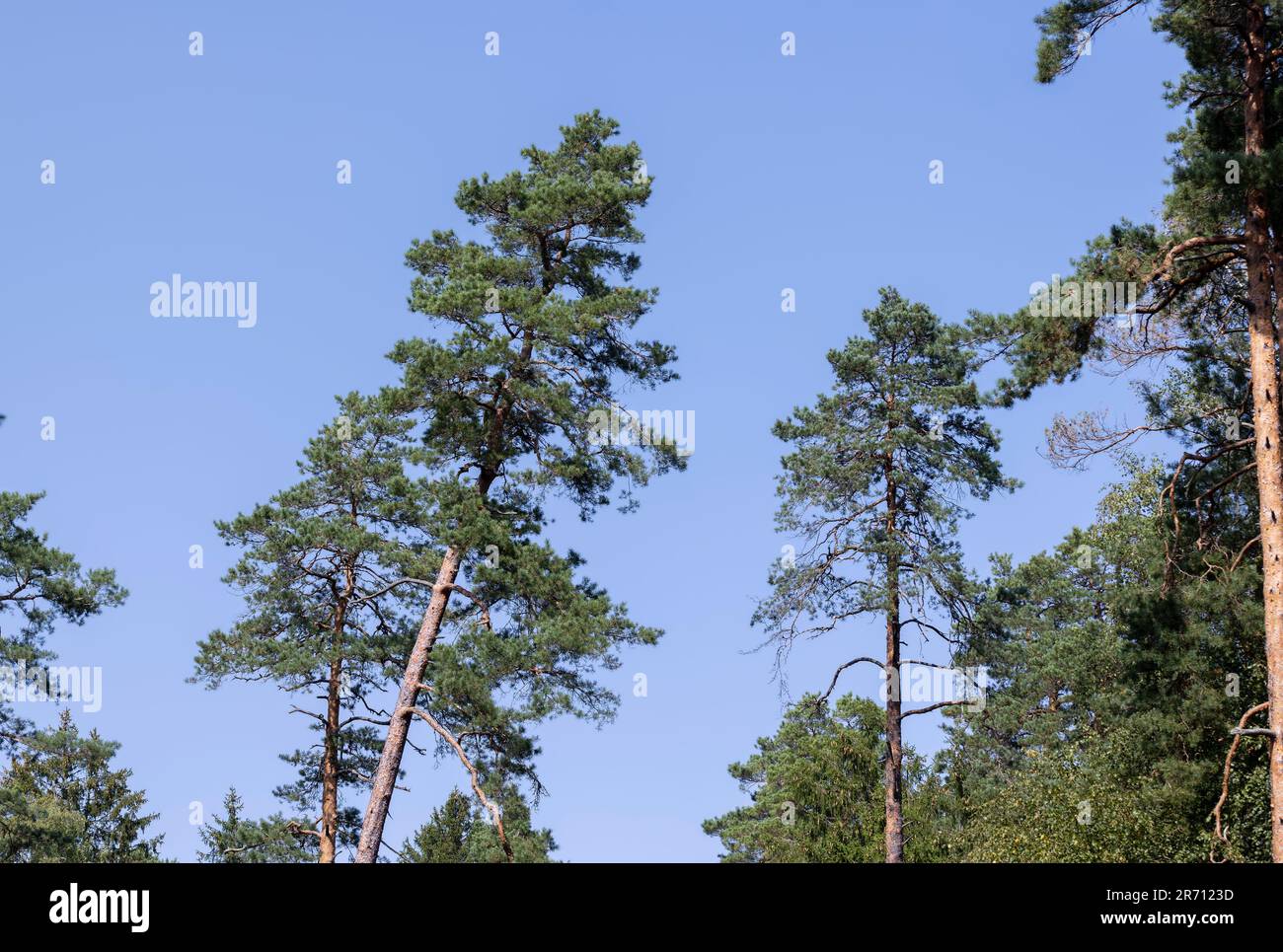 Trees in a mixed forest in summer, tall trees in sunny weather with ...
