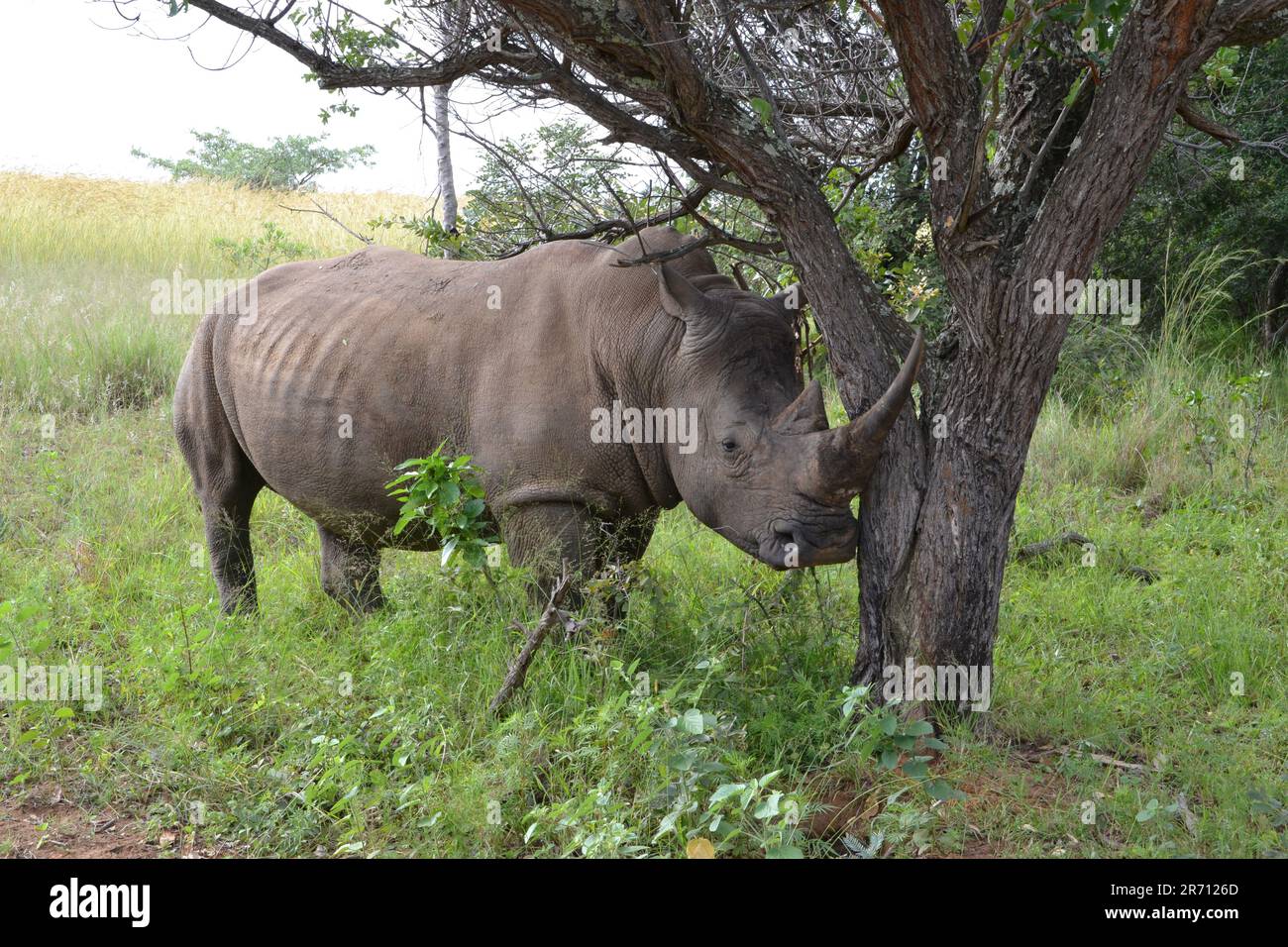 Rhino in the shade Stock Photo - Alamy